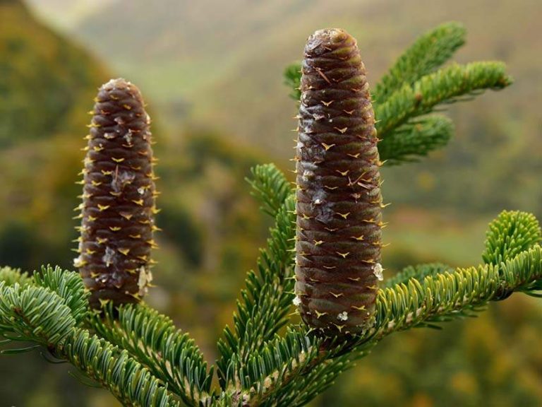 Fenyőtoboz - Kertlap Kertészeti Magazin & Kertészeti Tanfolyamok