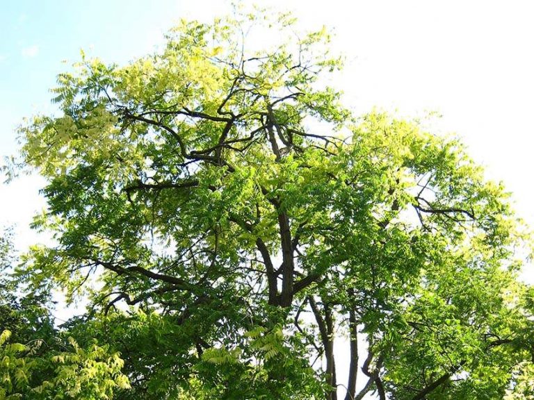 Kinai cédrus, zöldségfa, Xiangchun – három az egyben - Kertlap ...