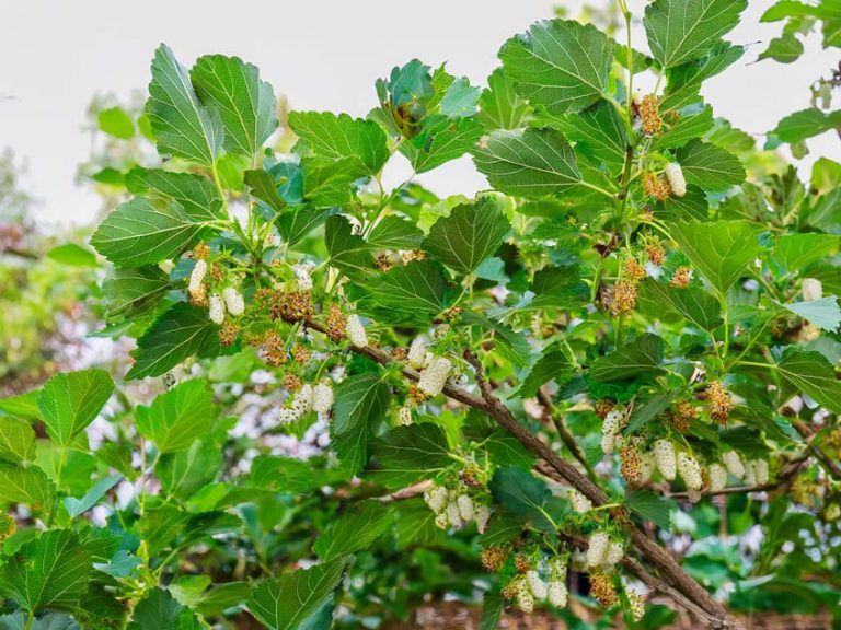 Eperfa - Kertlap Kertészeti Magazin & Kertészeti Tanfolyamok