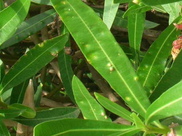 Védekezz a leanderrák ellen - Kertlap Kertészeti Magazin & Kertészeti ...